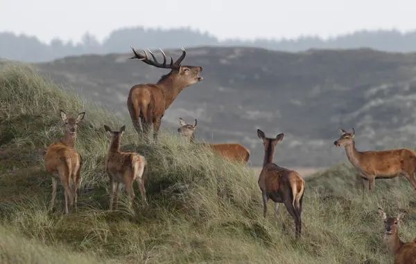 Majestætiske Krondyr i Nationalpark Thy - Nationalpark Thy